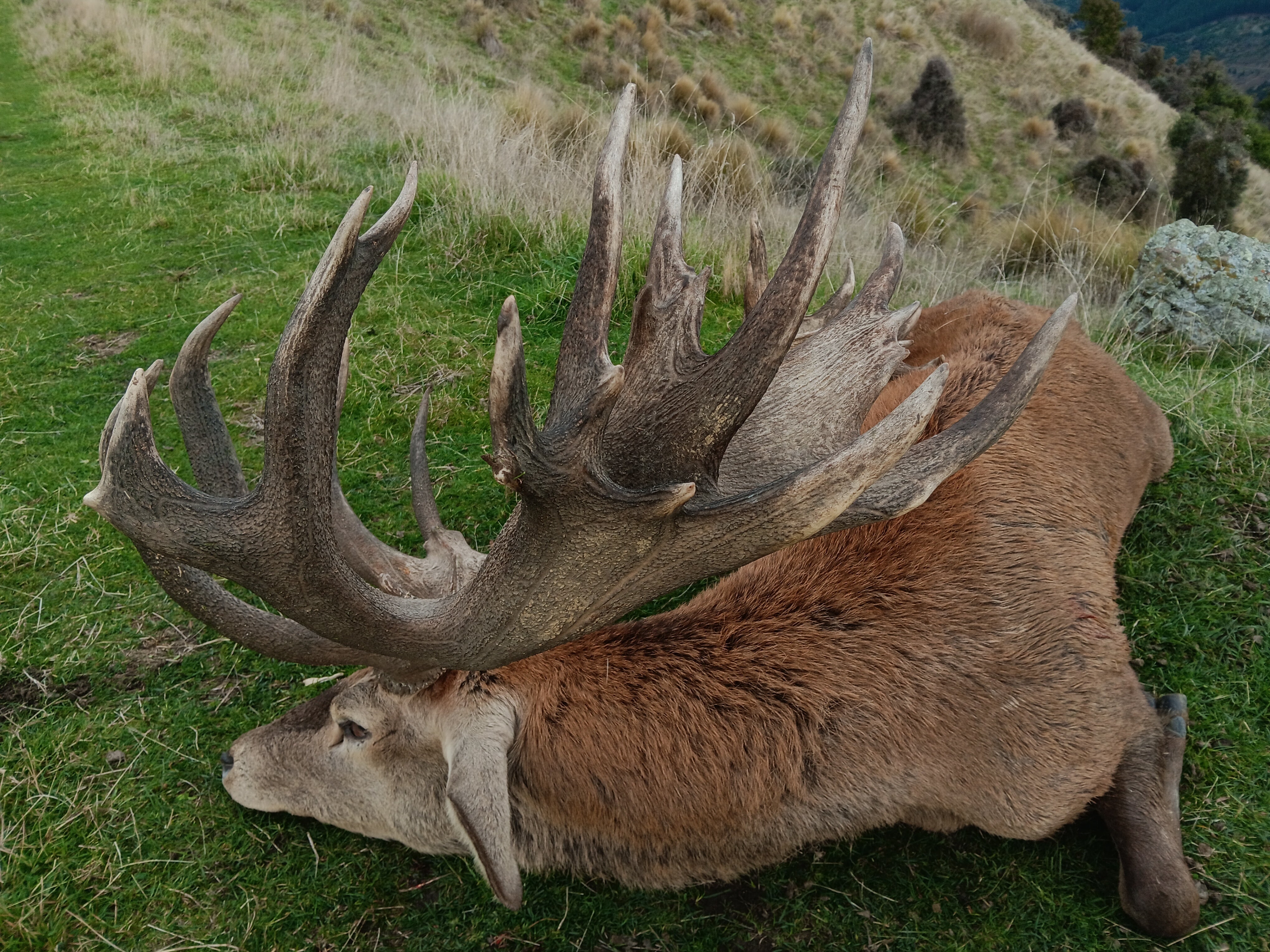 Red Stag Hunting – NZantlers